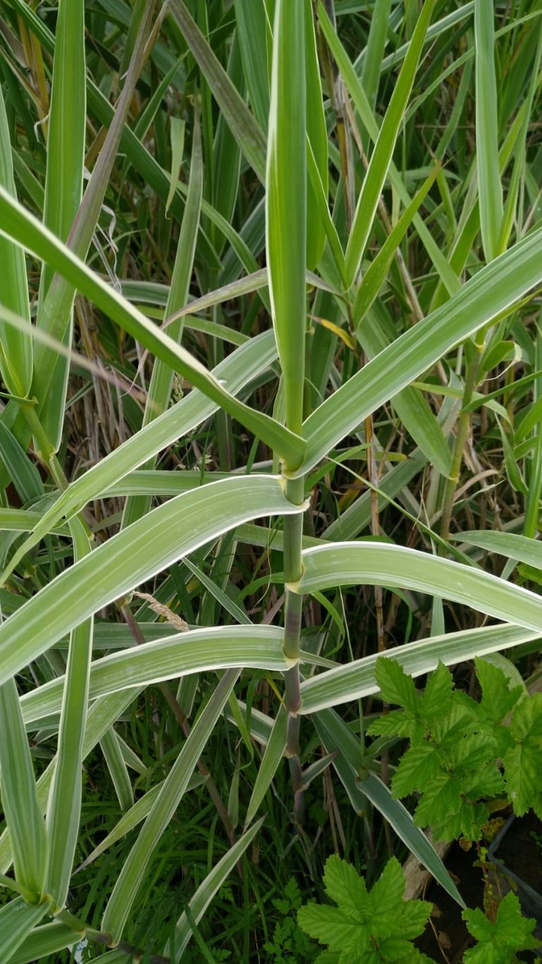 Giant Variegated Reed (Arundo donax) - Wetland Plants