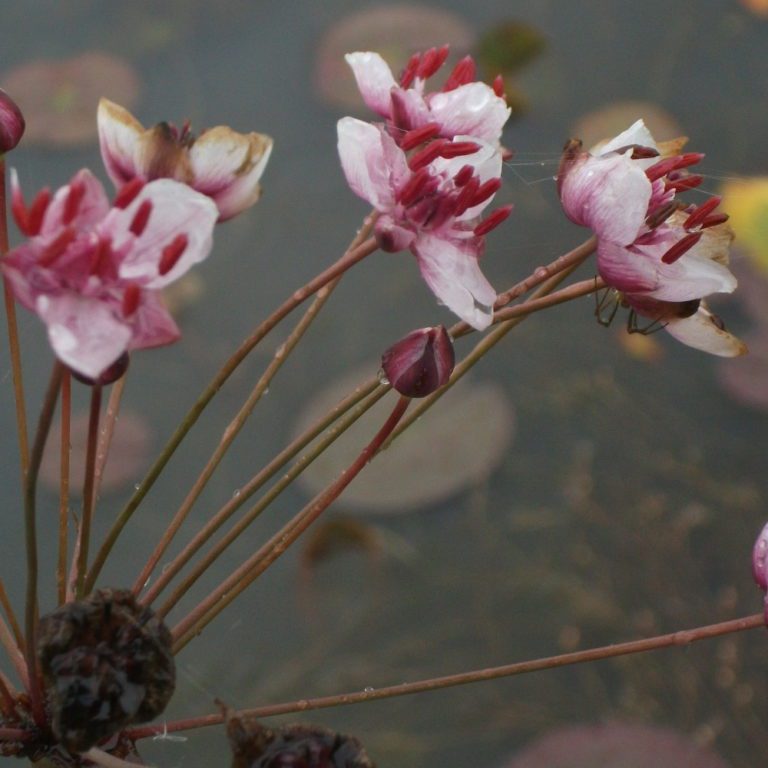 We develop a large number of British Native aquatic plants