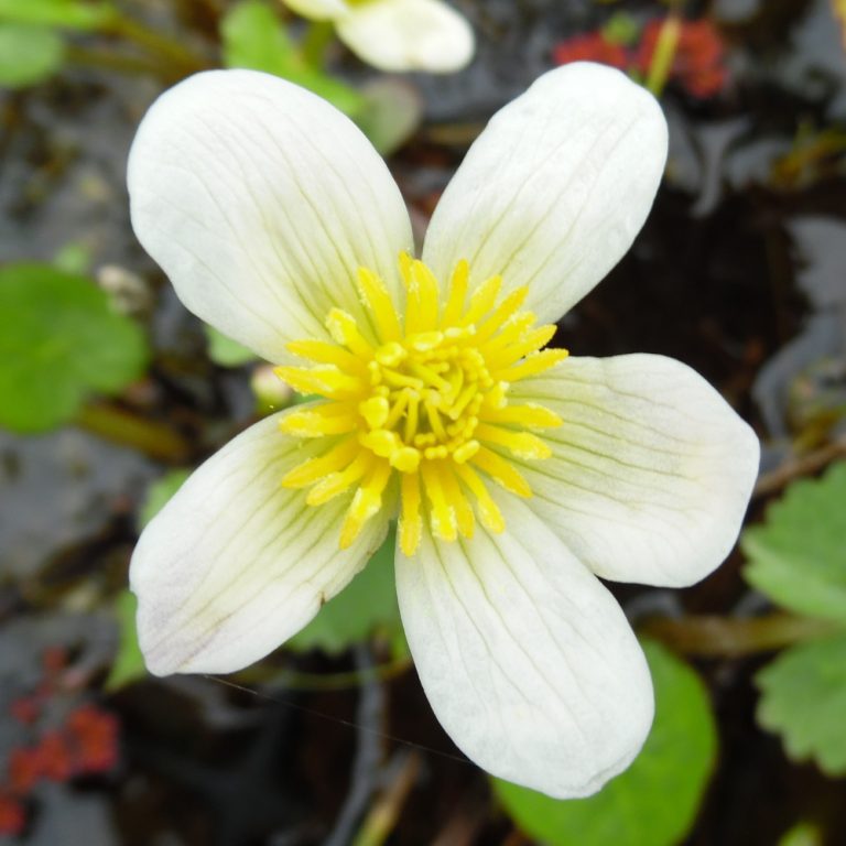 Himalayan marigold (Caltha Palustris Alba) - Wetland Plants