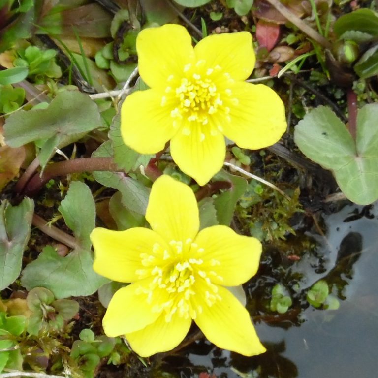 Yellow Flag Iris (Iris Pseudacorus) native Marginal plants - Wetland Plants