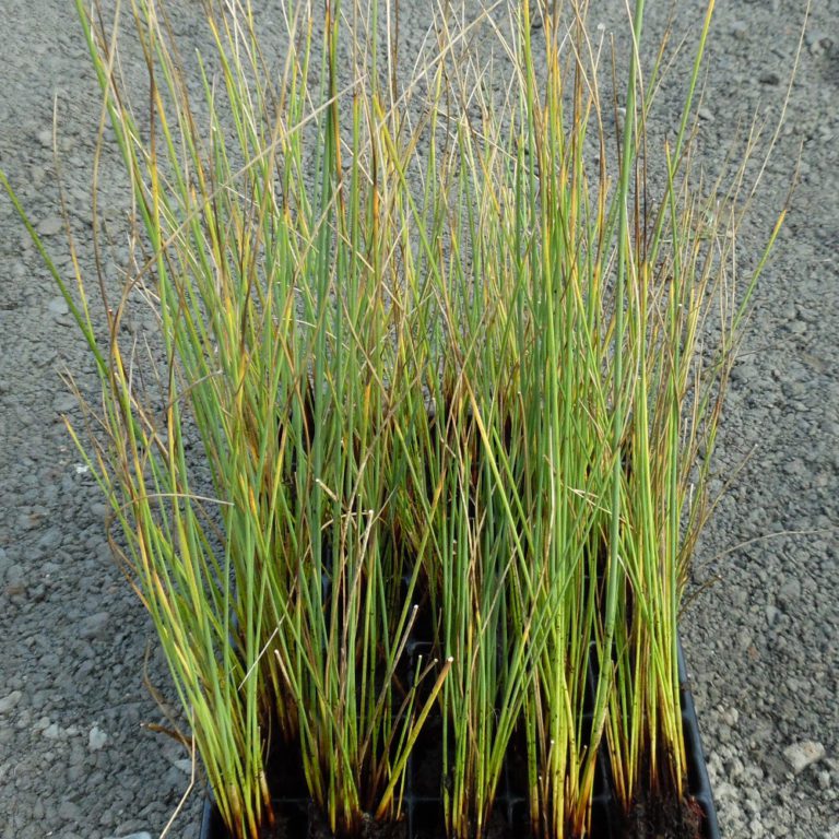 Marginal Pond Plants (shallow water plants) Archives - Wetland Plants