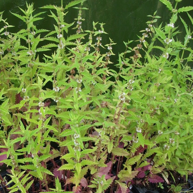 Marginal Pond Plants (shallow water plants) Archives - Wetland Plants