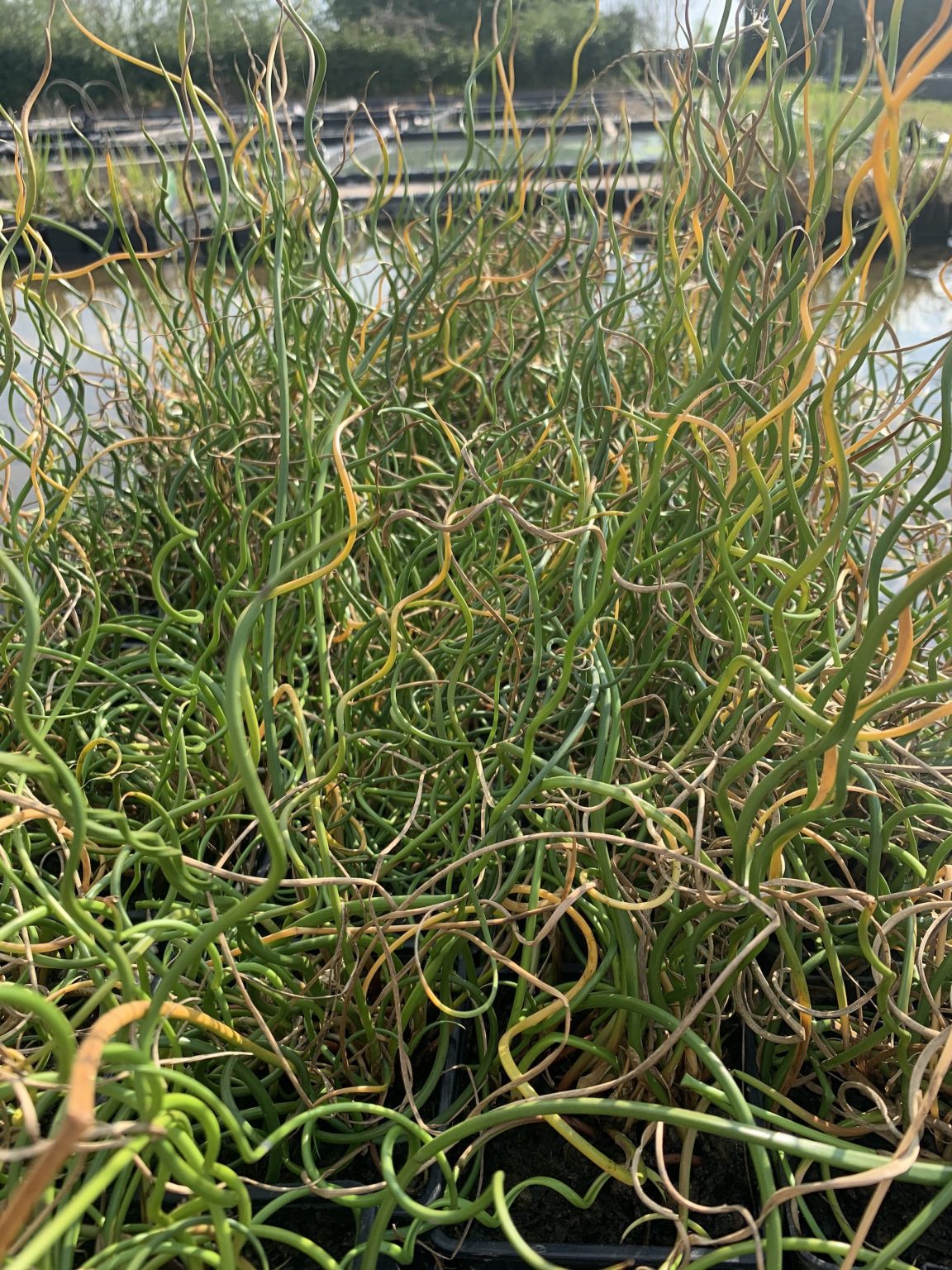 Corkscrew Rush (Juncus Effusus Spiralis) - Wetland Plants
