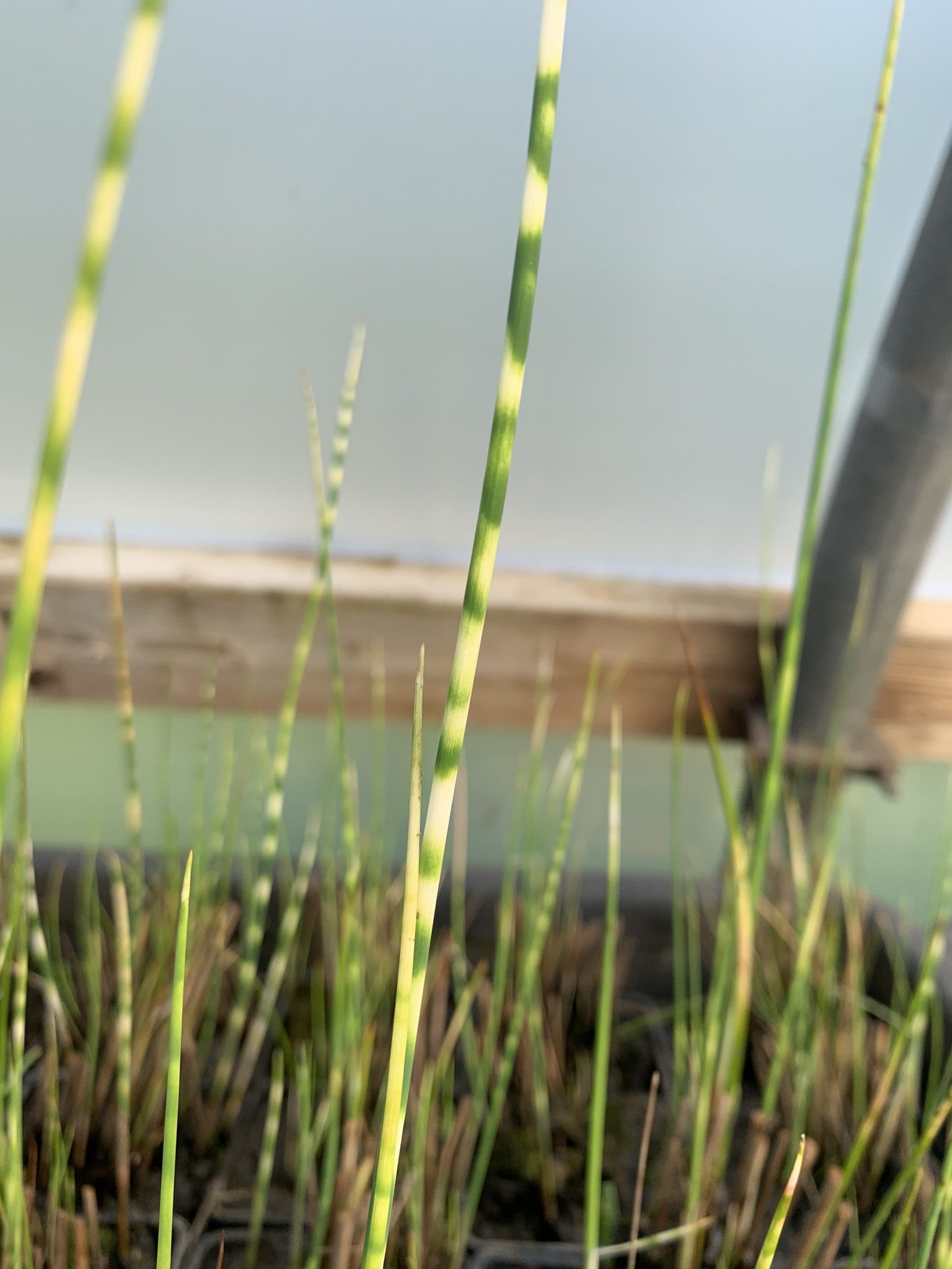 Zebra Rush (Scirpus lacustris 'Zebrinus') - Wetland Plants