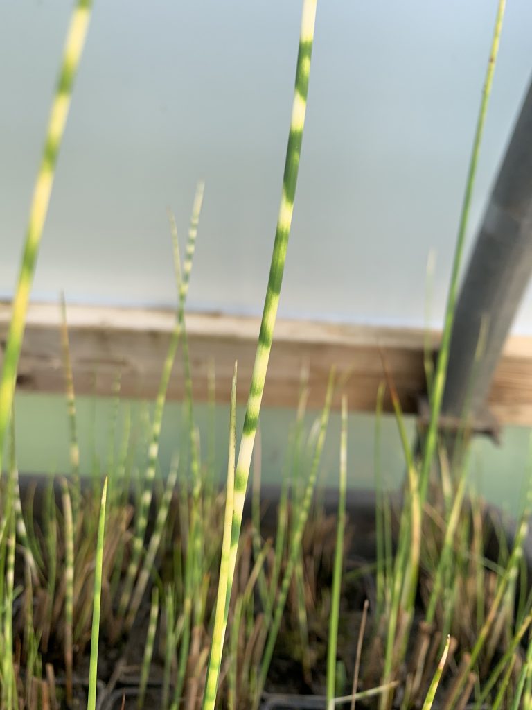 Zebra Rush (Scirpus lacustris 'Zebrinus') - Wetland Plants