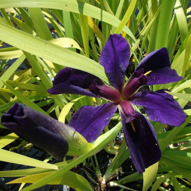 Marginal Pond Plants (shallow water plants) Archives - Wetland Plants