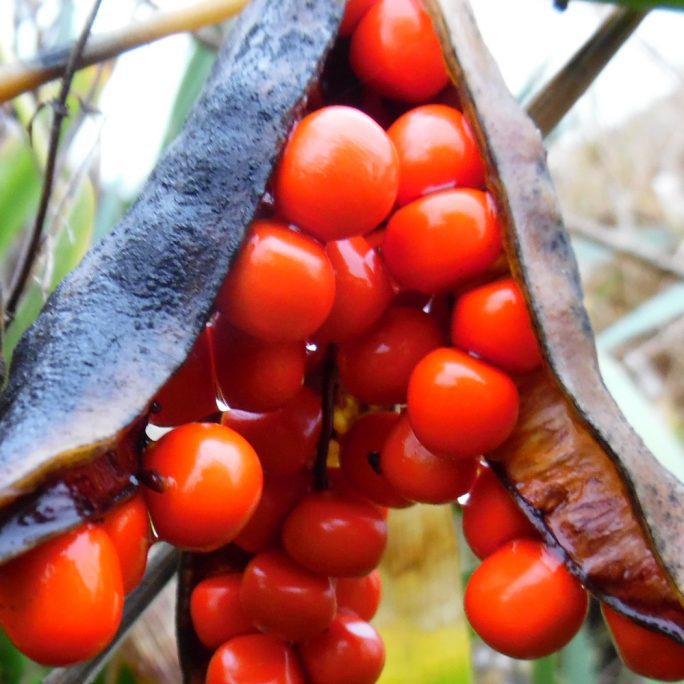 Gladwyn iris (Iris foetidisima) - Wetland Plants