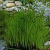 Dagger leaf rush. Flying Hedgehogs (Juncus Ensifolius) Marginal plants ...