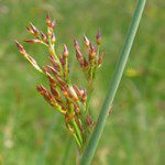 Hard Rush (Juncus inflexus) - Wetland Plants