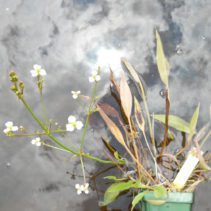 Water Plantain (Alisma parviflora) - Wetland Plants