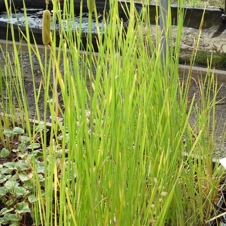 Cattail / reed mace (Typha gracilis) - Wetland Plants