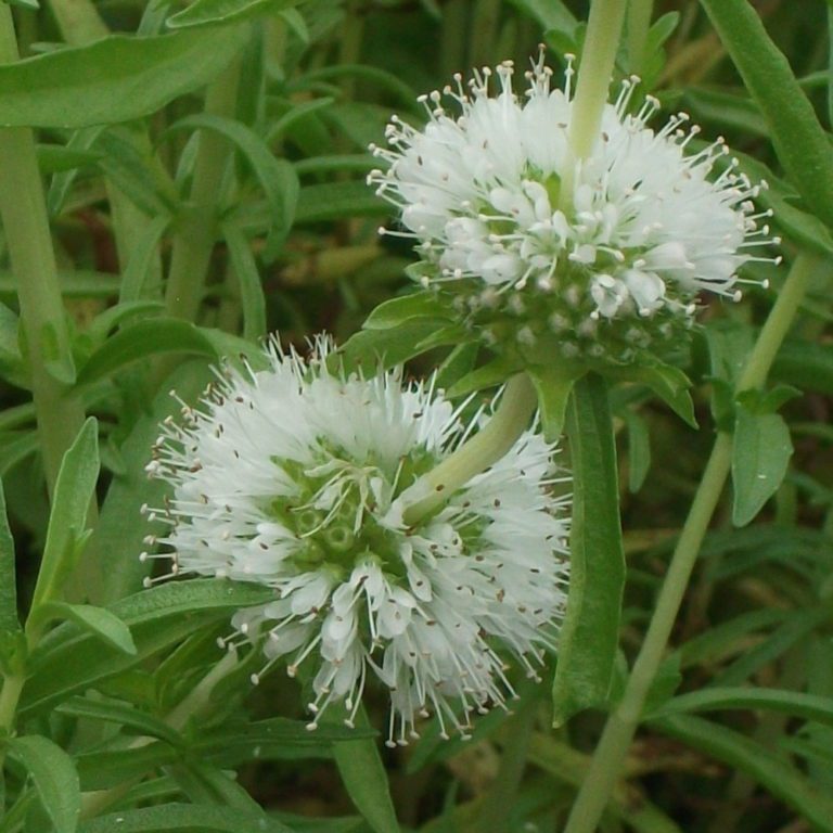 White Water Spearmint ( Preslia cervina 'Alba') Marginal plants ...