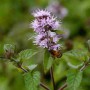 Water Mint (Mentha Aquatica) native Marginal plants - Wetland Plants