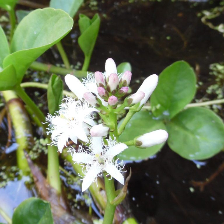 Bog Bean (Menyanthes trifoliata) - Wetland Plants