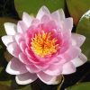 Darwin water lily. (Nymphaea 'Darwin') pink - Wetland Plants