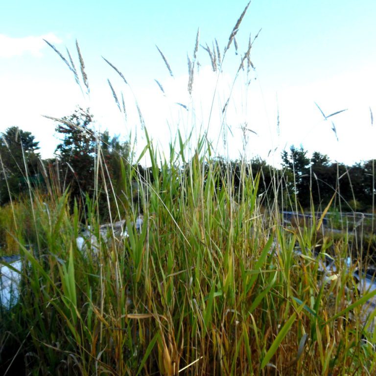 Marginal Pond Plants (shallow water plants) Archives - Wetland Plants