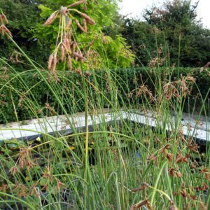 Zebra Rush (Scirpus lacustris 'Zebrinus') Marginal plants - Wetland Plants