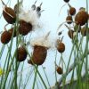 Dwarf Bullrush (Typha minima) - Wetland Plants