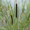 Great Reed Mace (Typha latifolia) - Wetland Plants