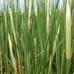 Dwarf Bullrush (Typha minima) - Wetland Plants
