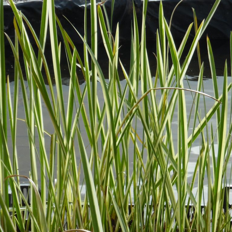 Variegated Sweet Flag (Acorus calamus) - Wetland Plants
