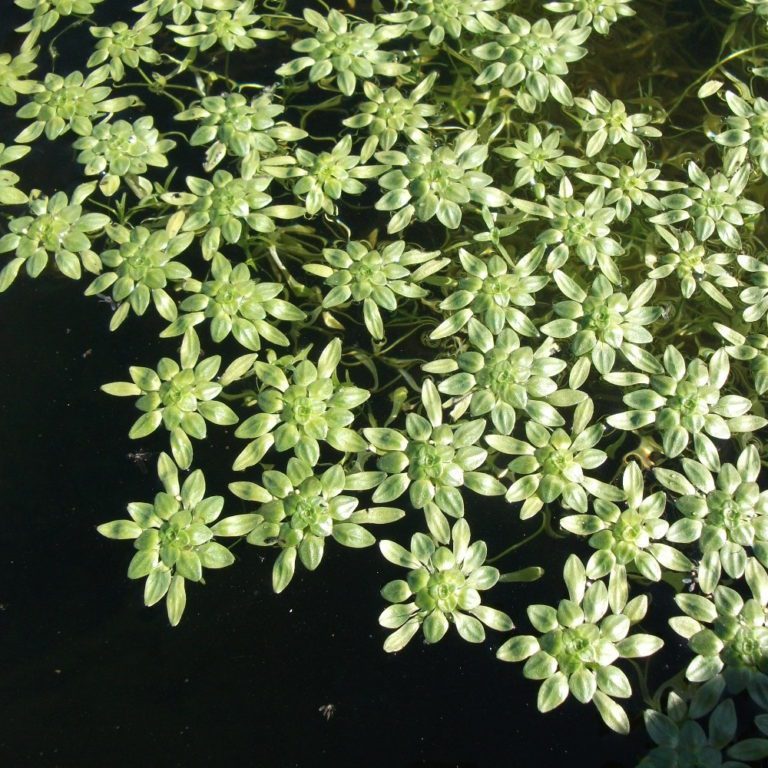 We develop a large number of British Native aquatic plants