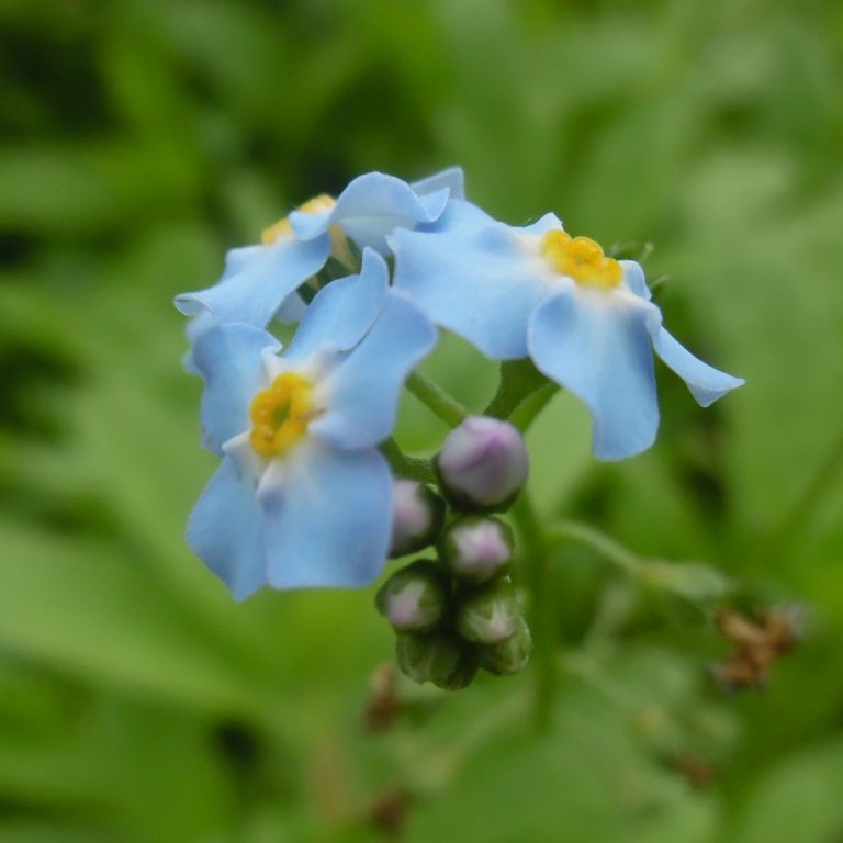 We develop a large number of British Native aquatic plants
