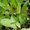 Duck Potato (Sagittaria latifolia) Marginal plants - Wetland Plants