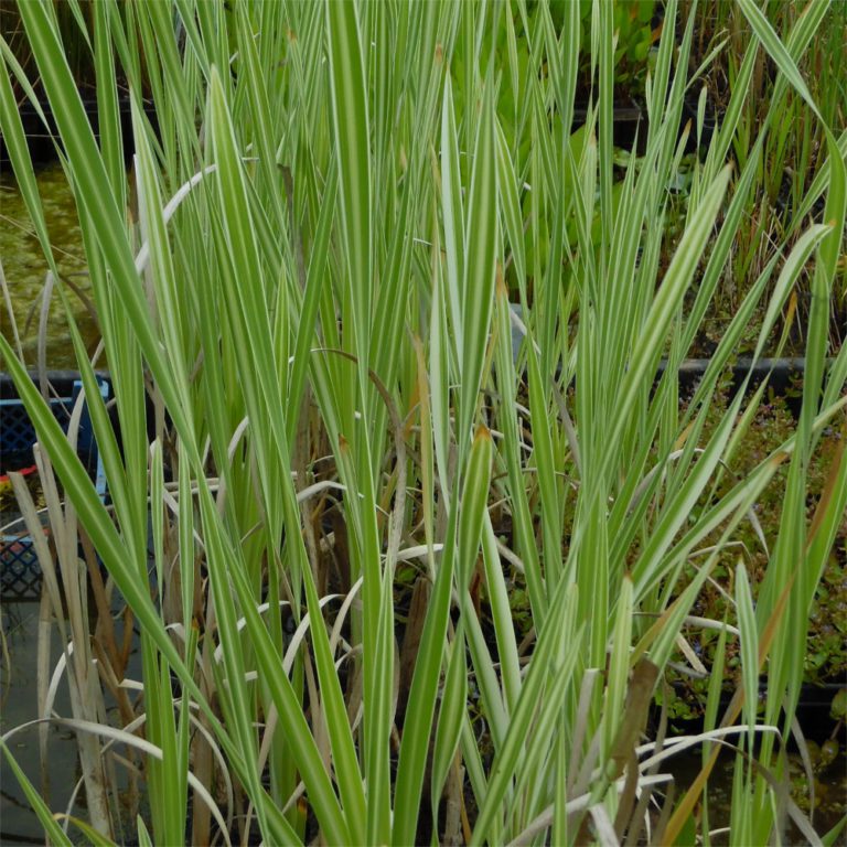 Variegated Reed Mace (Typha latifolia) - Wetland Plants