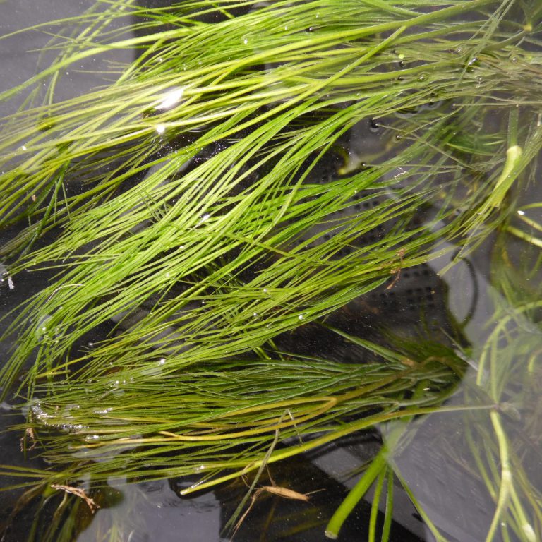 We develop a large number of British Native aquatic plants