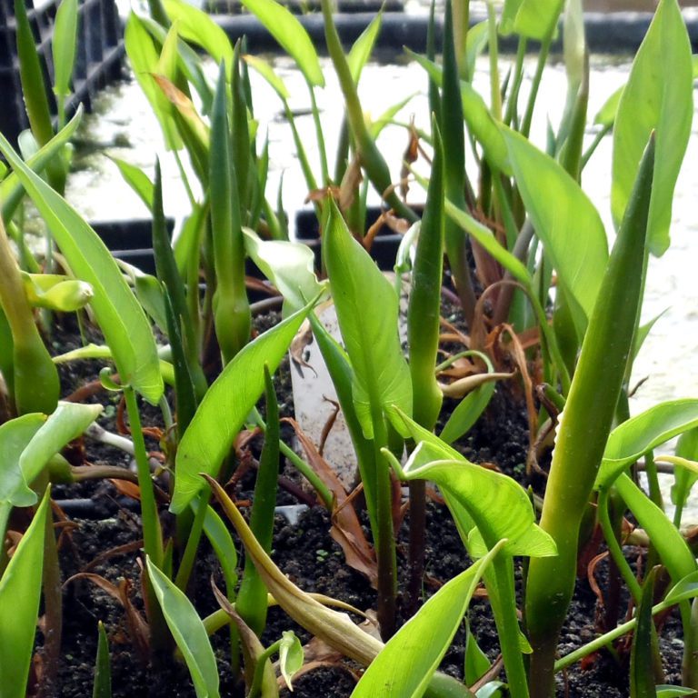 Marginal Pond Plants (shallow water plants) Archives - Wetland Plants