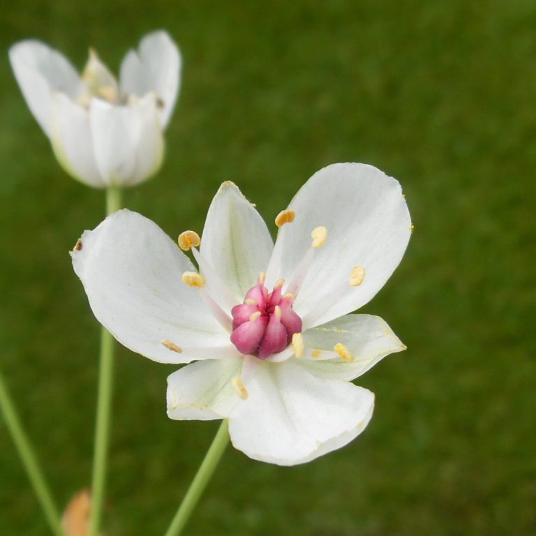 Marginal Pond Plants (shallow water plants) Archives - Wetland Plants