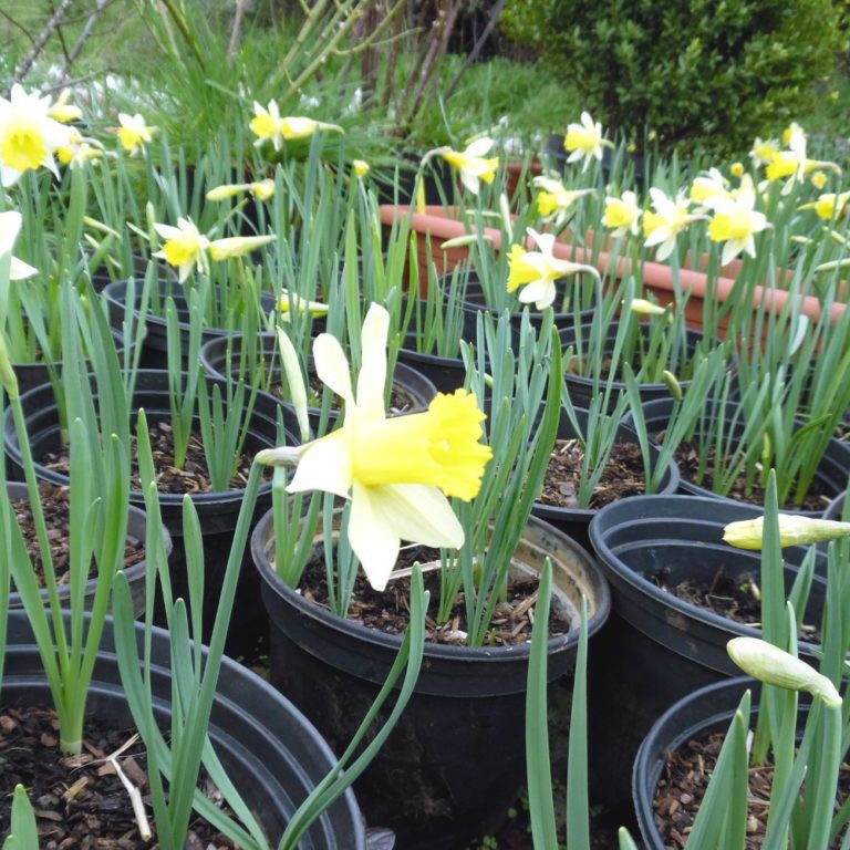 Moisture Loving And Bog Plants, Pond Edge, Wetland Plants