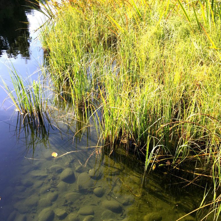 Marginal Pond Plants (shallow water plants) Archives - Wetland Plants