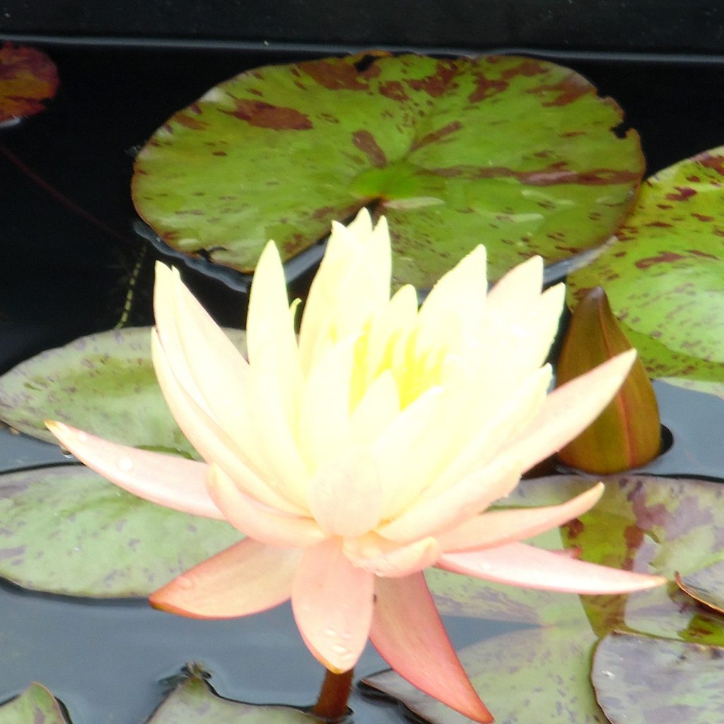Native Pond Starter Pack 5 Square Metre Pond, Pond Plants UK
