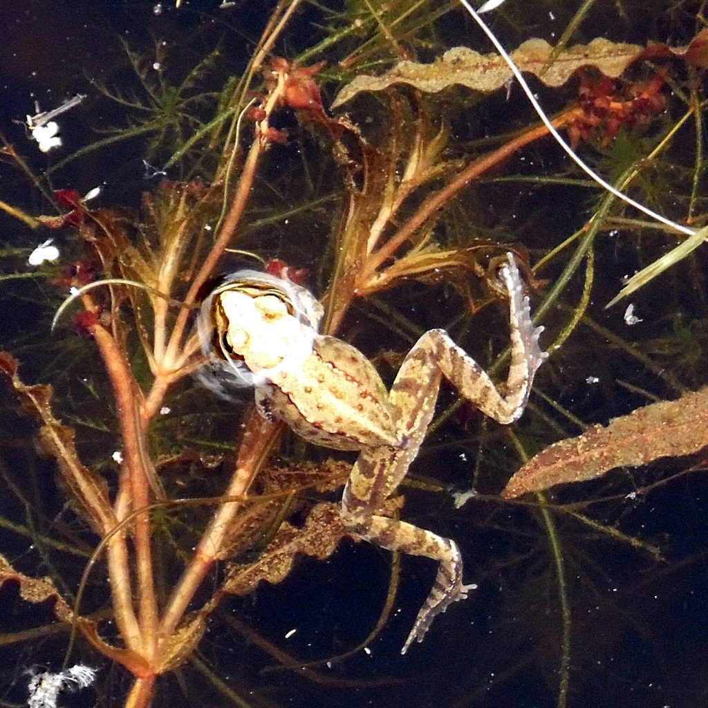 Starter Pack Mini Ponds, Tubs, Barrels, New Pond Kit. Pond UK