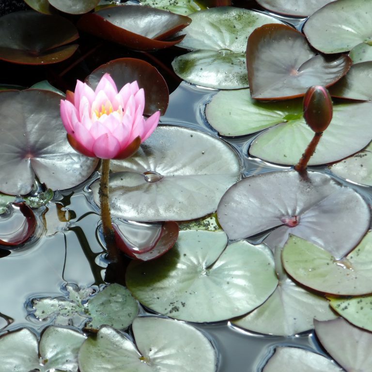 Native Pond Starter Pack 5 Square Metre Pond, Pond Plants UK