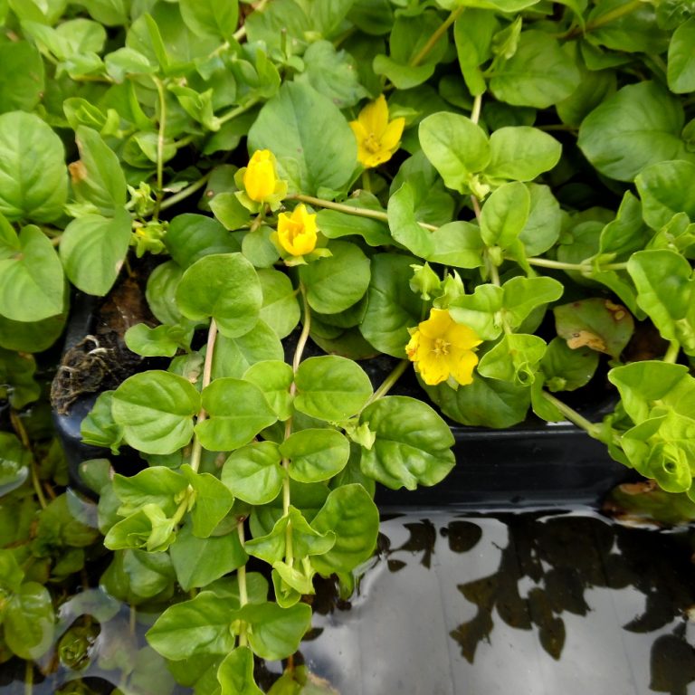 We develop a large number of British Native aquatic plants