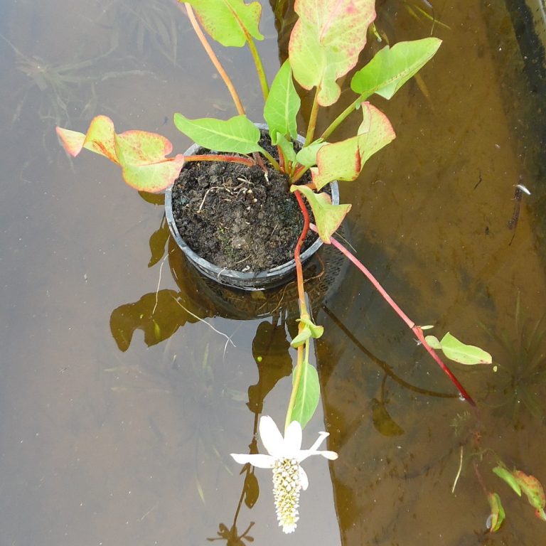 Apache Beads. Anemopsis californicum - Wetland Plants