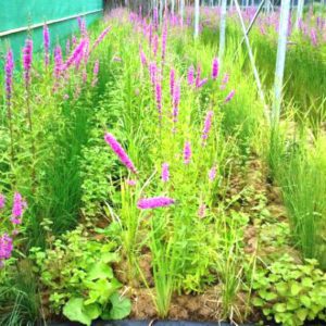 Coir rolls planted 3 Metre Roll - Wetland Plants