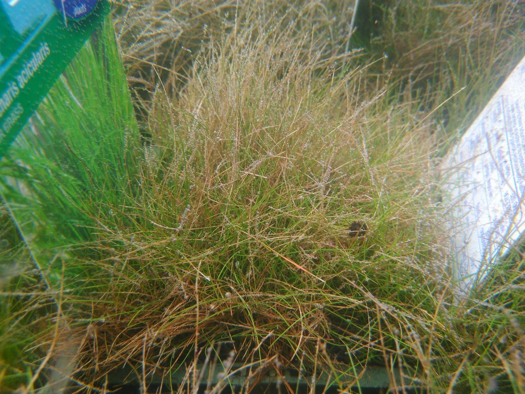 Hair Grass (Eleocharis acicularis ) Native marginal - Wetland Plants