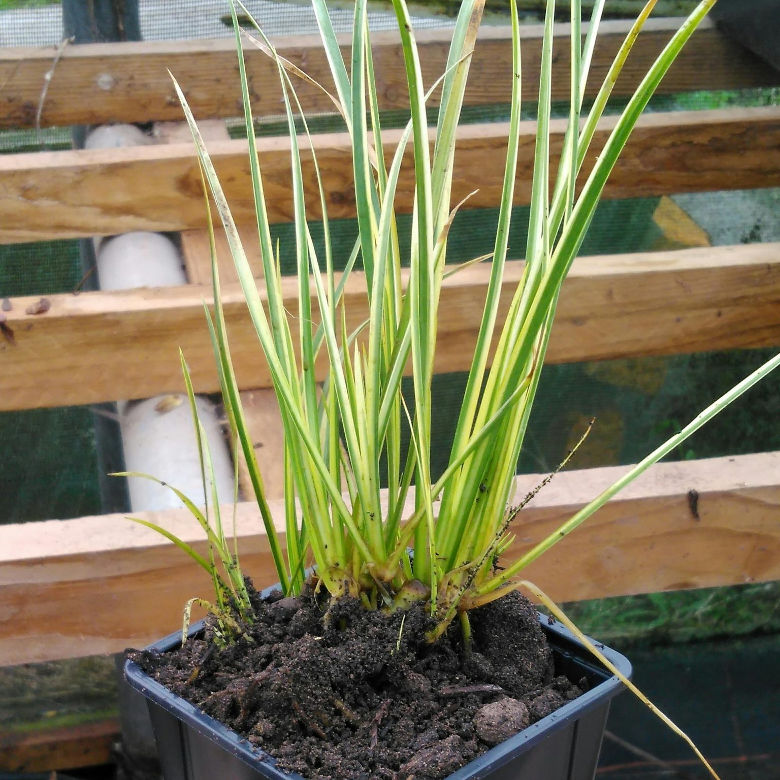 Dwarf striped rush (Acorus gramineus Variegatus) - Wetland Plants