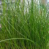 Common rush (Juncus effusus) Native Marginal - Wetland Plants