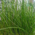 Marginal Pond Plants (shallow water plants) Archives - Wetland Plants