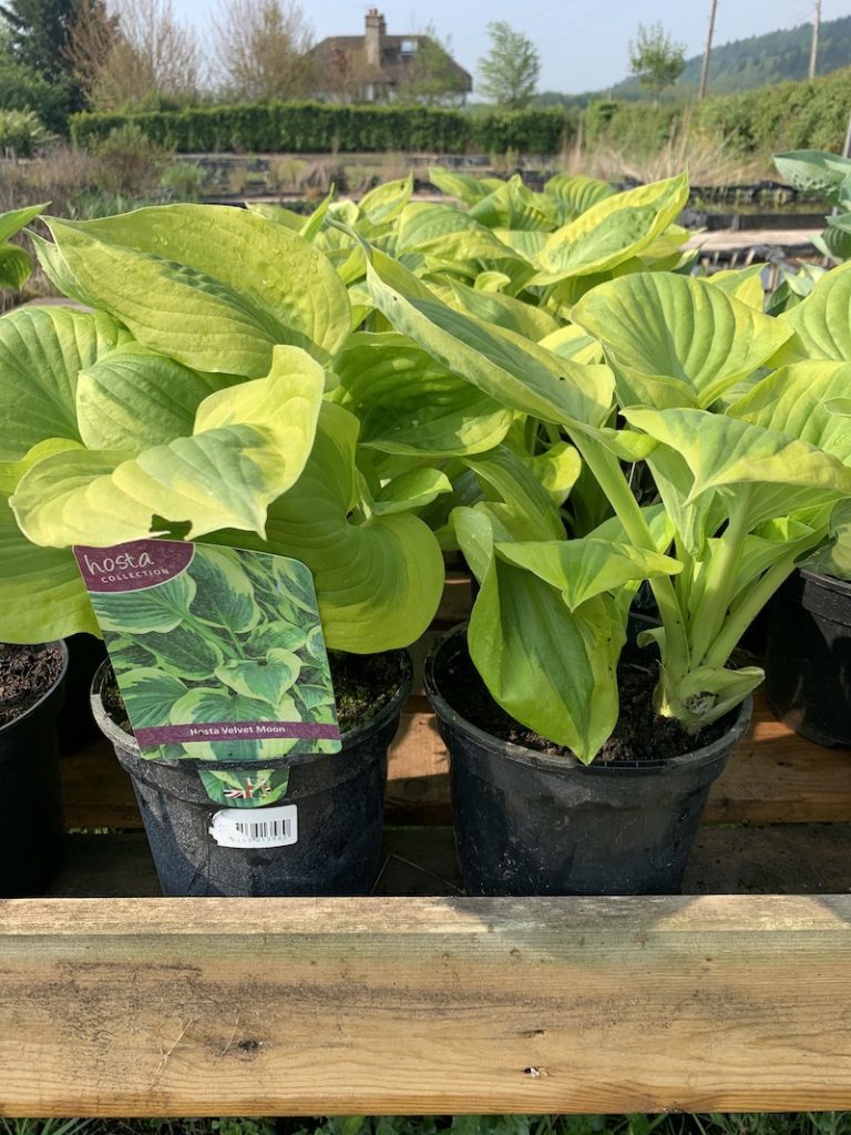 Hosta Velvet Moon. Moisture loving plant. - Wetland Plants