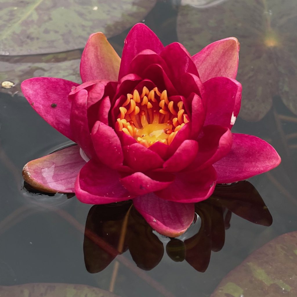 Water Lilies, Pale Pink, To The Darkest Of Reds, White, Yellow, Orange