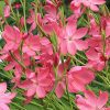 Moisture Loving And Bog Plants, Pond Edge, Wetland Plants