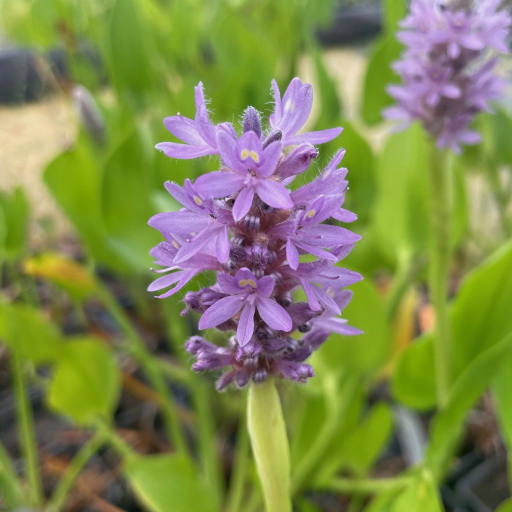 Marginal Pond Plants (shallow water plants) Archives - Wetland Plants