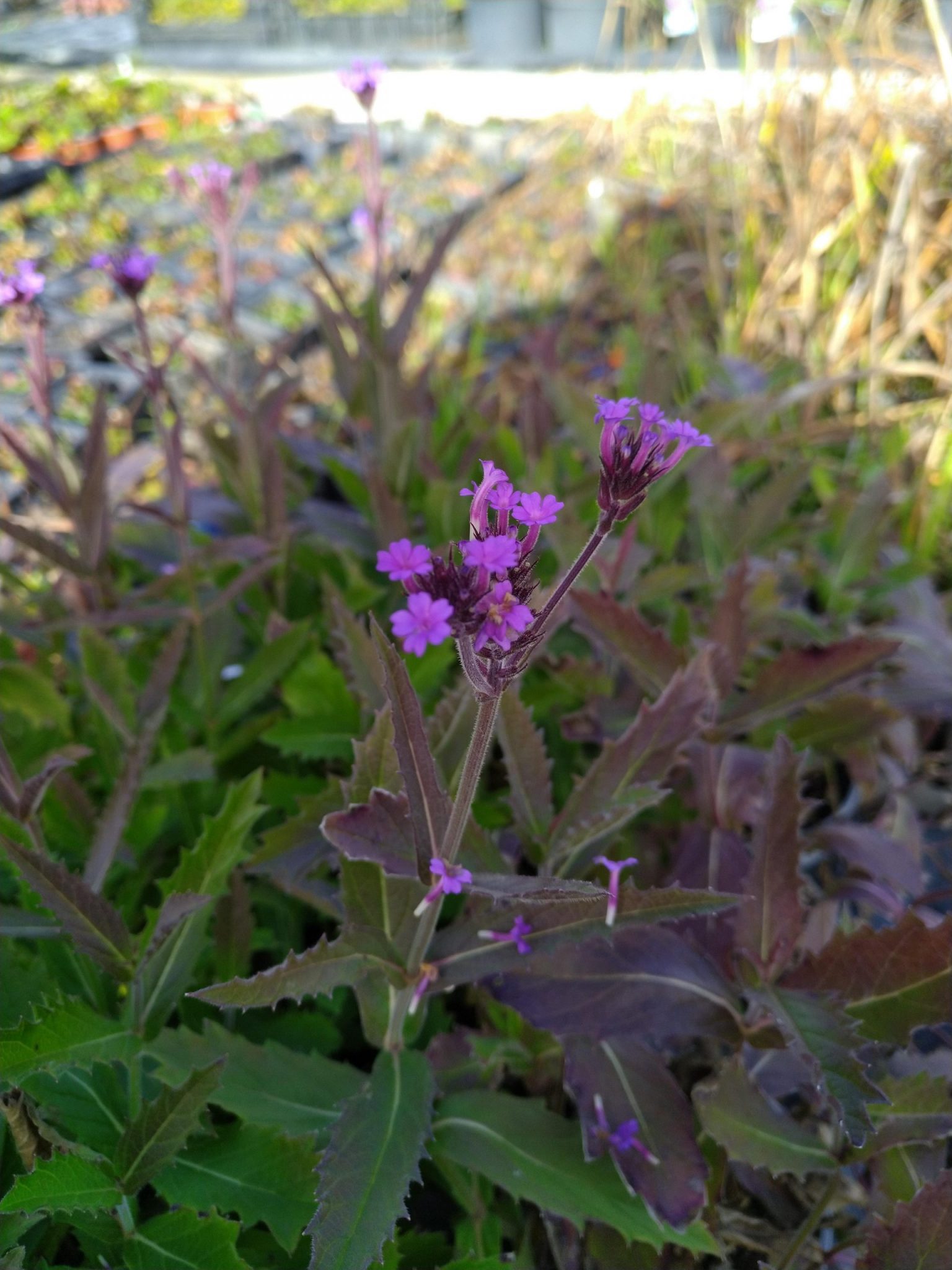Verbena rigida ( Slender vervain ) - Wetland Plants